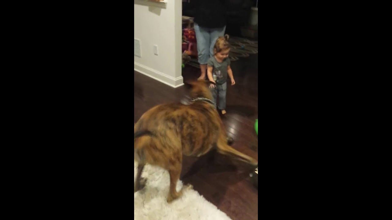 Great Dane Attack!!! - YouTube