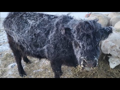 Winter Lice Problems, How I Ration Hay, and Canada Retreats: Warm ...