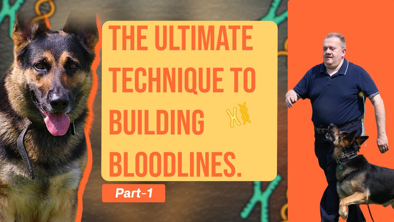 Part1: How to Building Bloodline and Selection Test your dogs for Top ...
