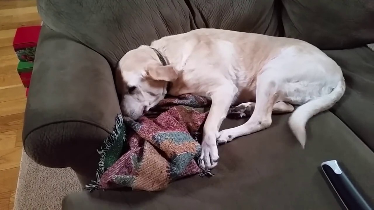 Denver the Guilty Dog strikes again! - YouTube