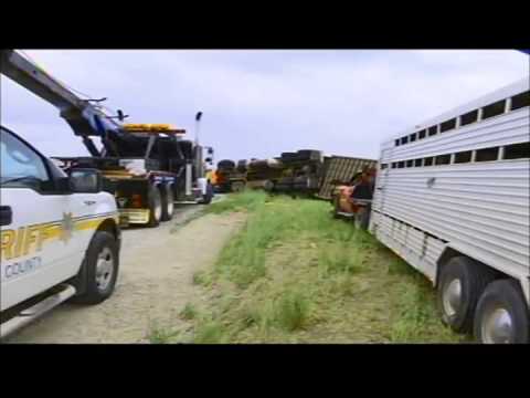 Livestock truck crash kills cattle, slows traffic - YouTube