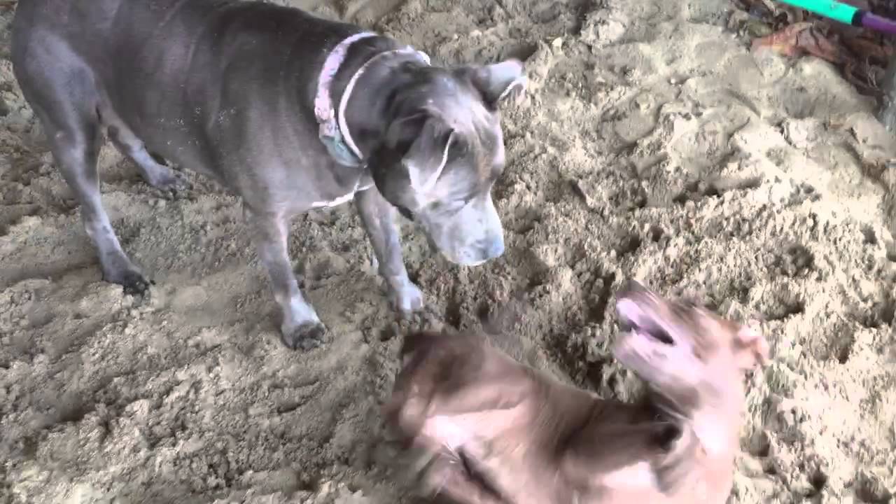 Vicious Pitbull fighting in Dominican Republic - YouTube