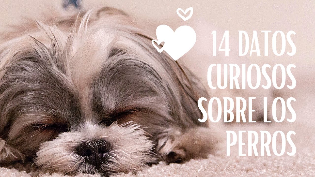 14 datos curiosos sobre los perros - curiosidades - YouTube