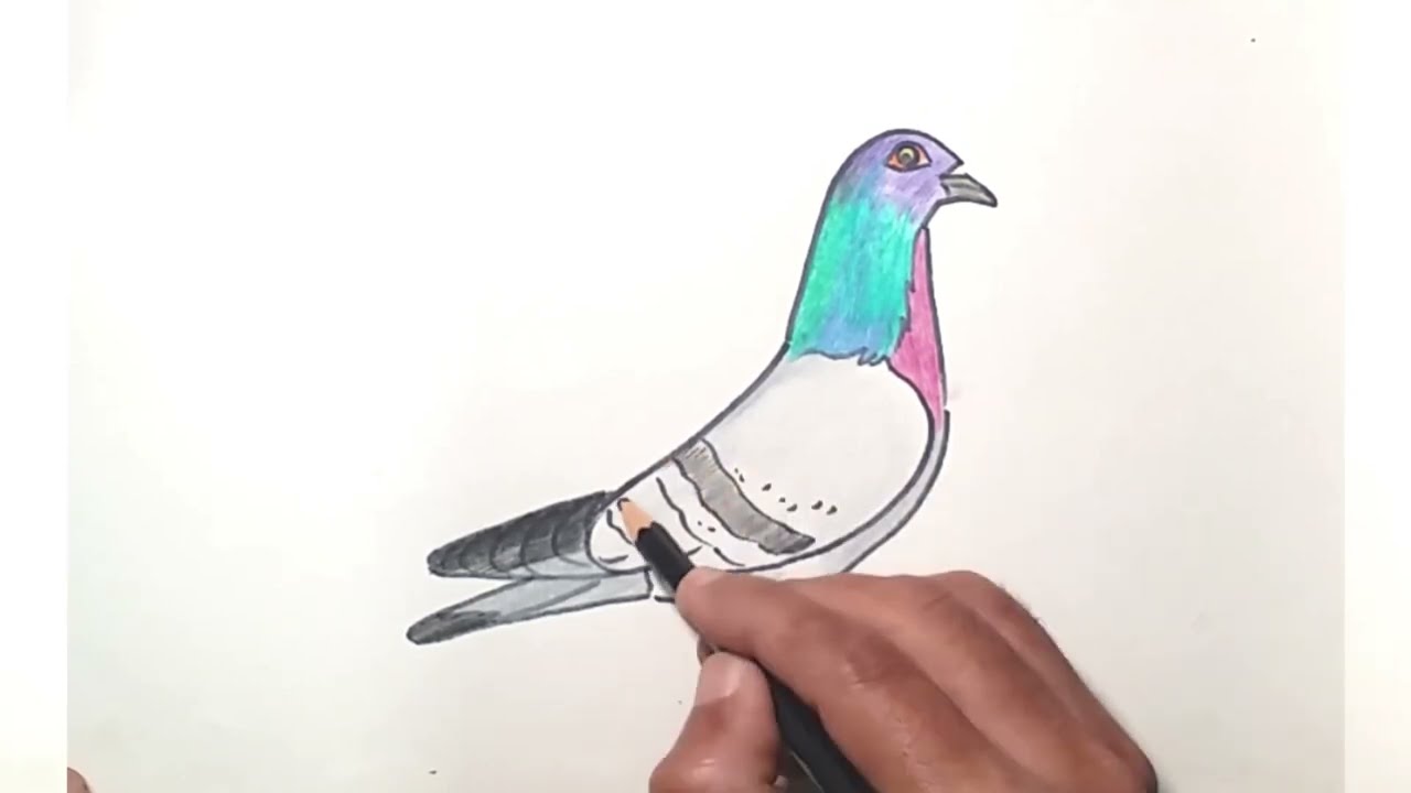 how to draw & color a pigeon// pencil color - YouTube