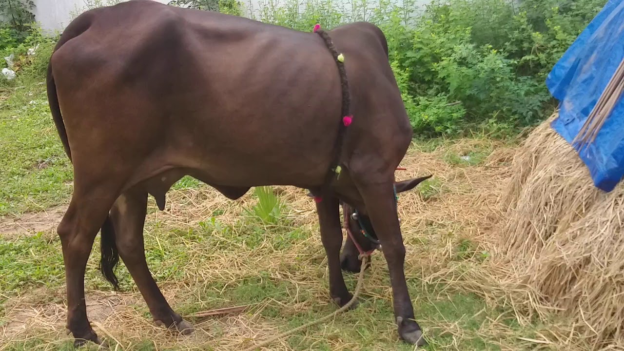 K ramu. 9010286440 - YouTube