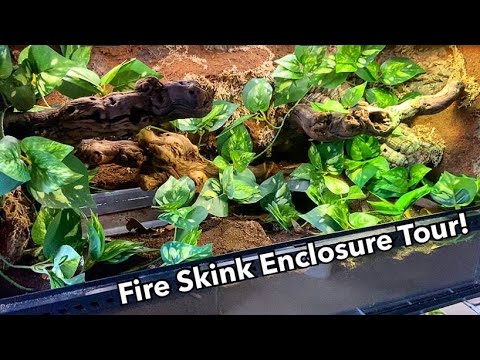 I Upgraded My Fire Skink's Bioactive Enclosure - YouTube