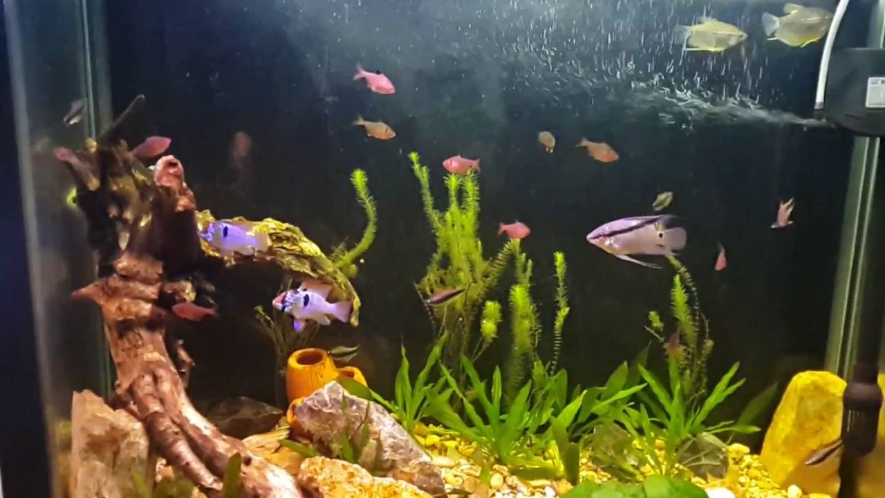 Tank Time - 45 Gallon Tank and Channel Update - YouTube