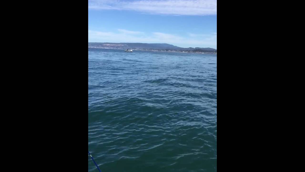 Great White Shark off Capitola 6/16 (Note: bad language) - YouTube