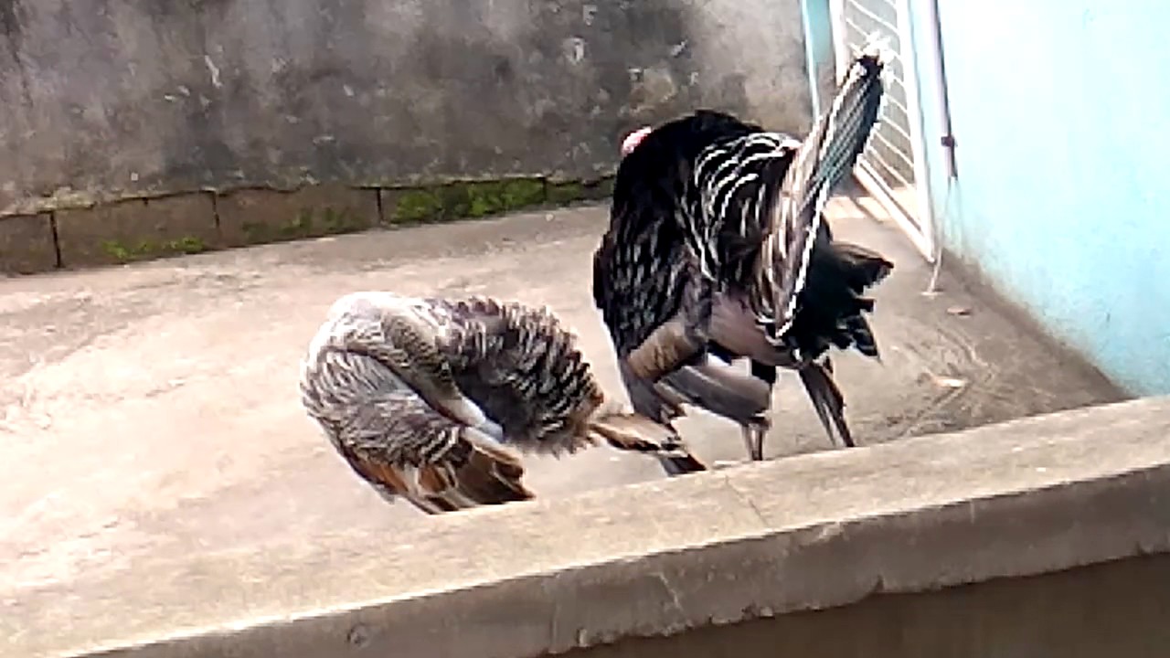 Turkey breeding - YouTube