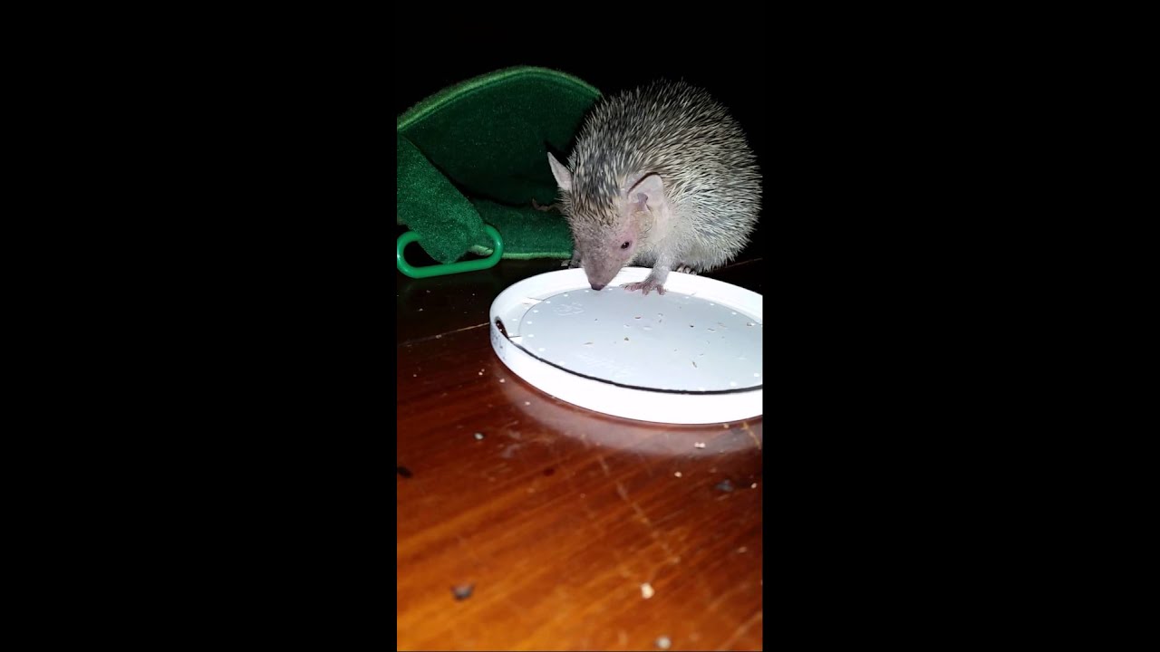 Lesser Tenrec Luca eating Dinner - YouTube