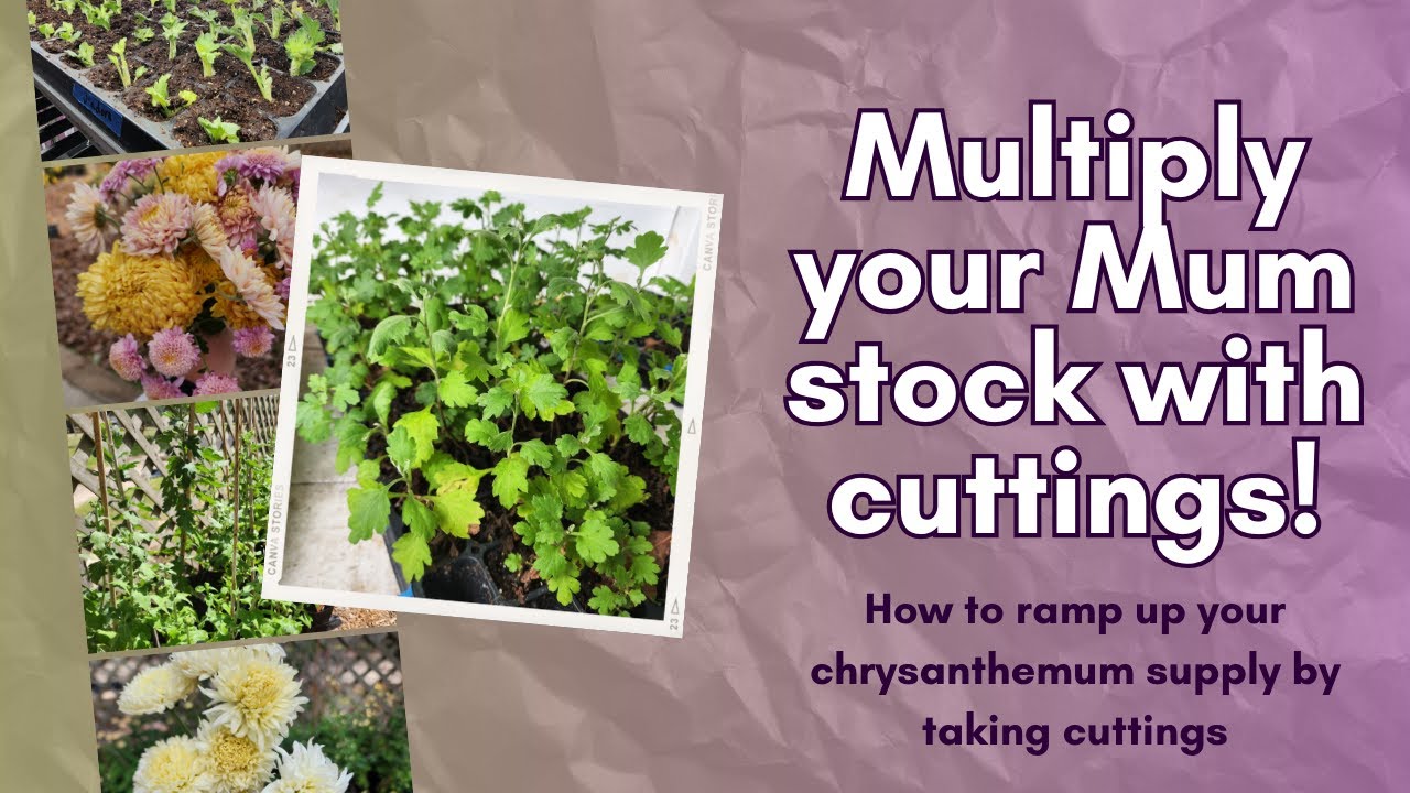How to Take Mum Cuttings to get free plants! Increase your stock and ...