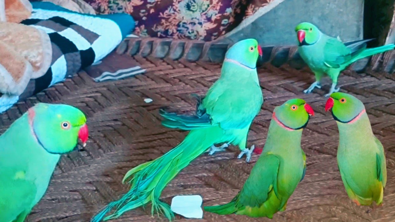 Parrot Talking Together Very lovely voices - YouTube