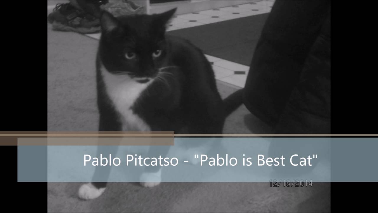 Pablo Pitcatso - "Pablo is Best Cat" - YouTube