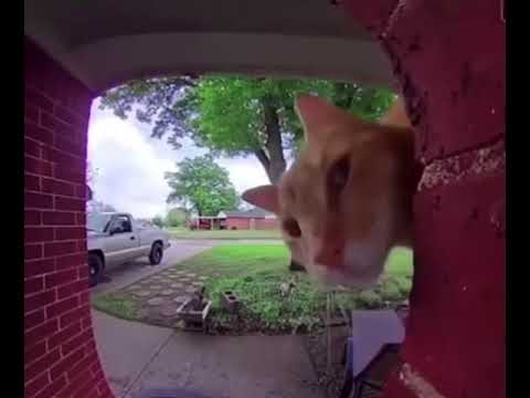 cat meowing at doorbell camera