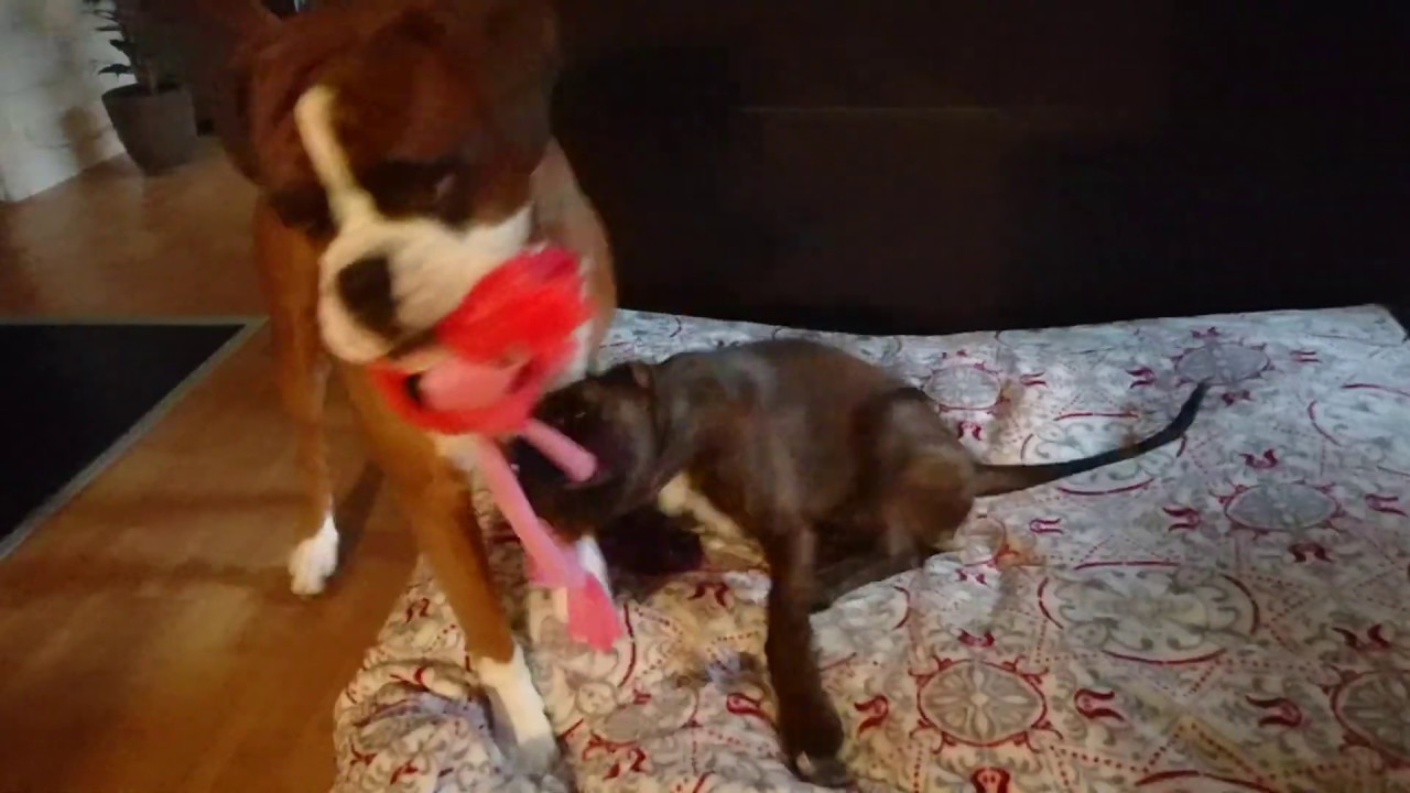 Boxer Rex and Puppy Sammie Up To No Good! - YouTube