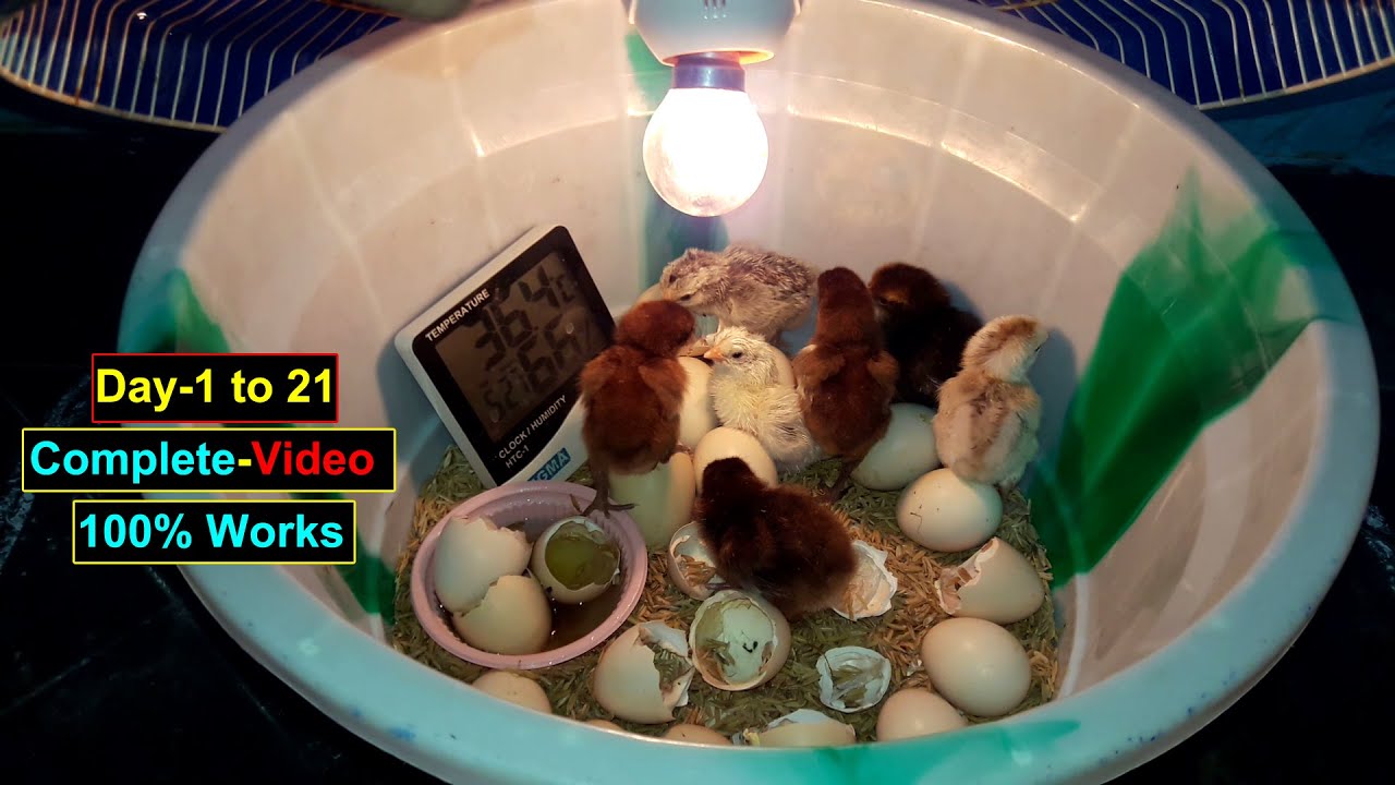 DIY-How to Make a Homemade Incubator for Chicken Eggs: Plastic ...