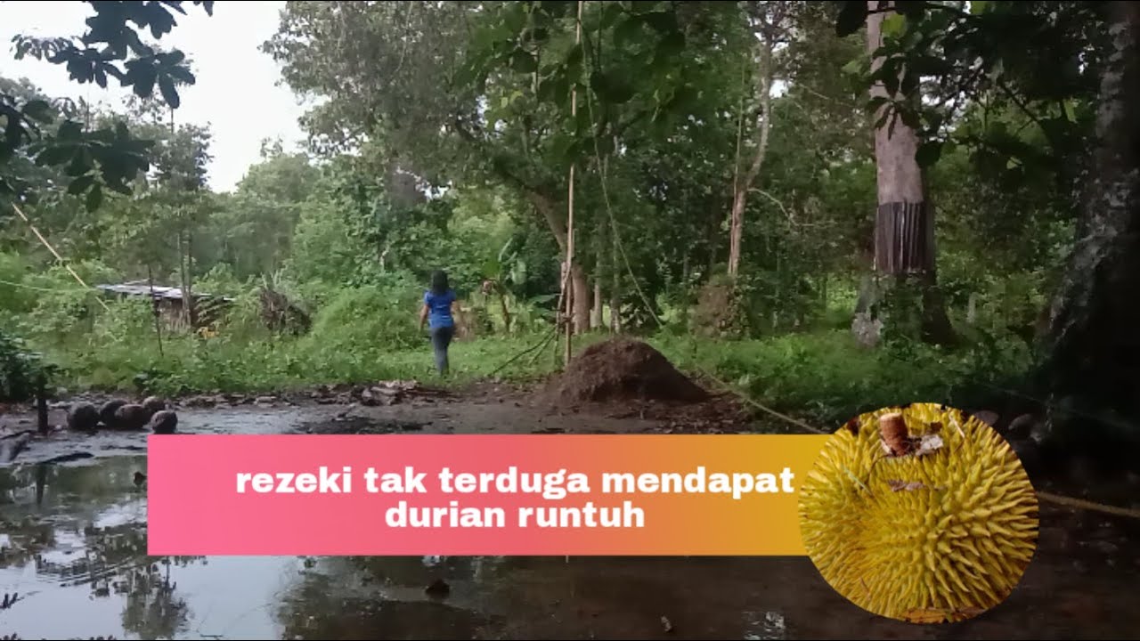 Mengutip durian runtuh dari pokok - YouTube