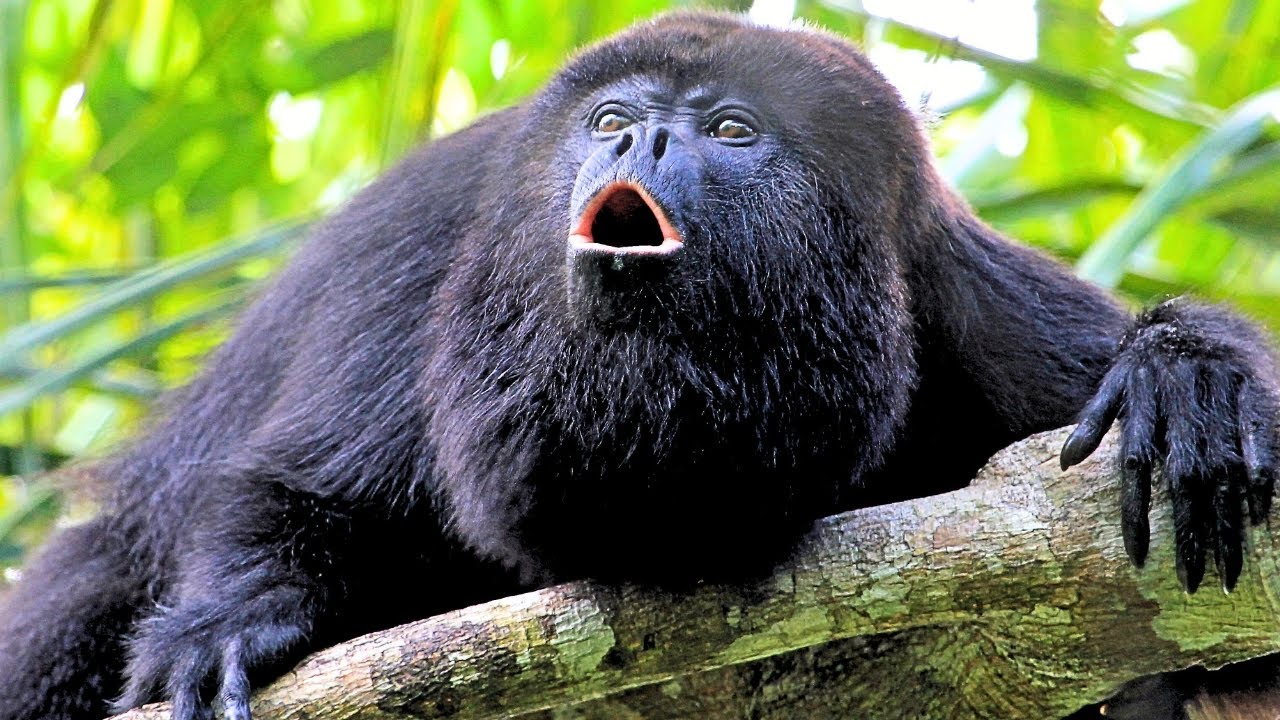 MACACO BUGIO, O GRITO DA AMAZÔNIA - YouTube