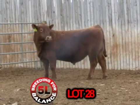 5L Red Angus Lots 21-30 Red Bulls - YouTube