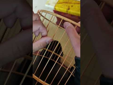 Soft bamboo sticks to make cages