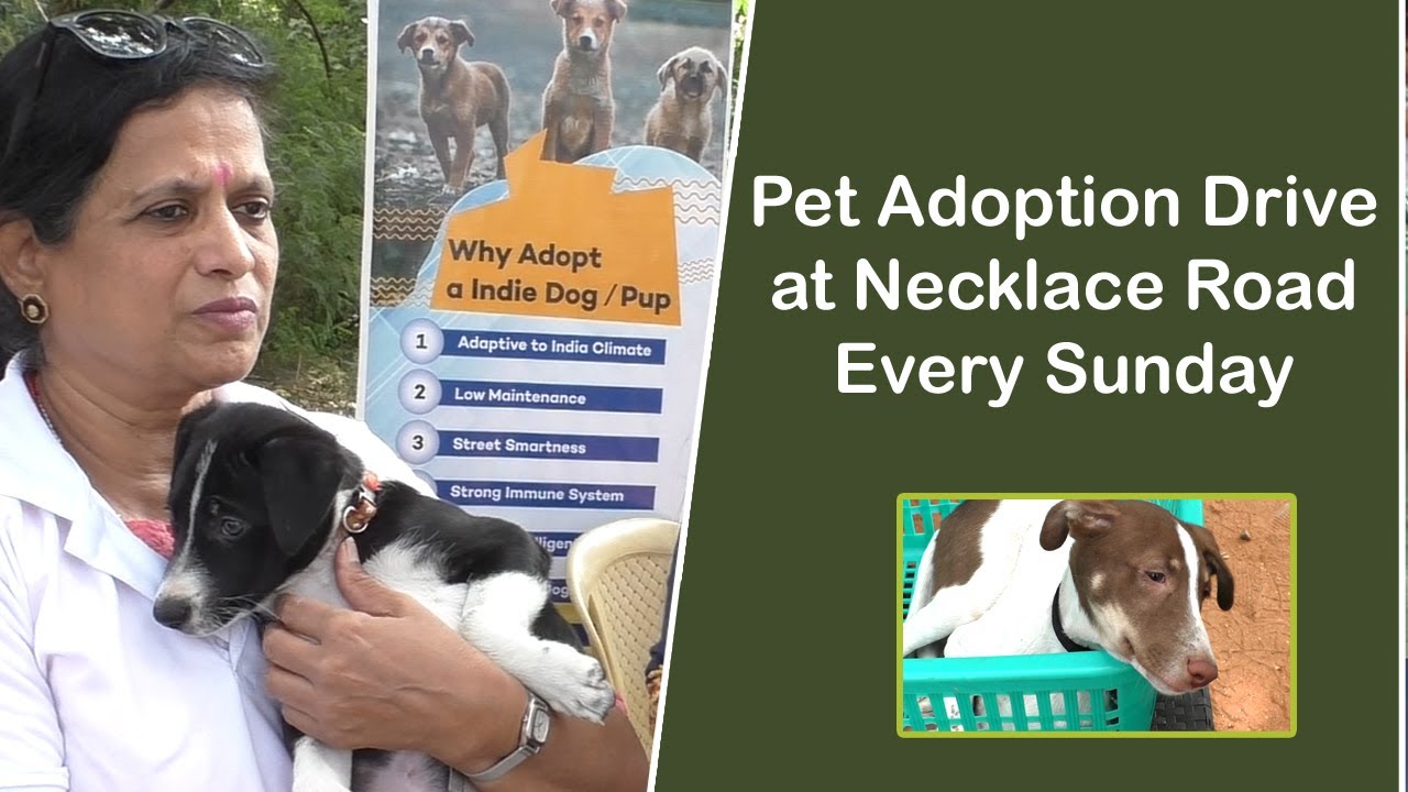 Pet Adoption drive at Necklace road every Sunday | Indie Dog | Street ...