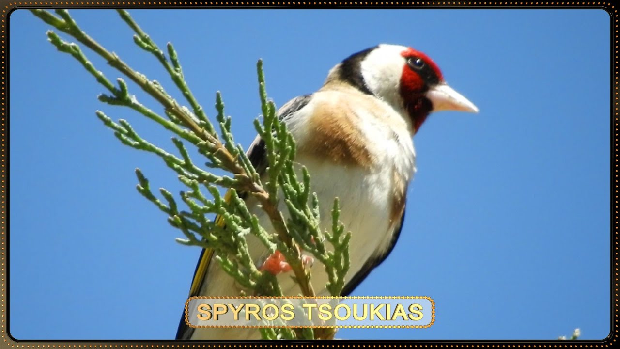 Καρδερίνα Καρδερίνες Κελάηδημα - European goldfinch Song - YouTube