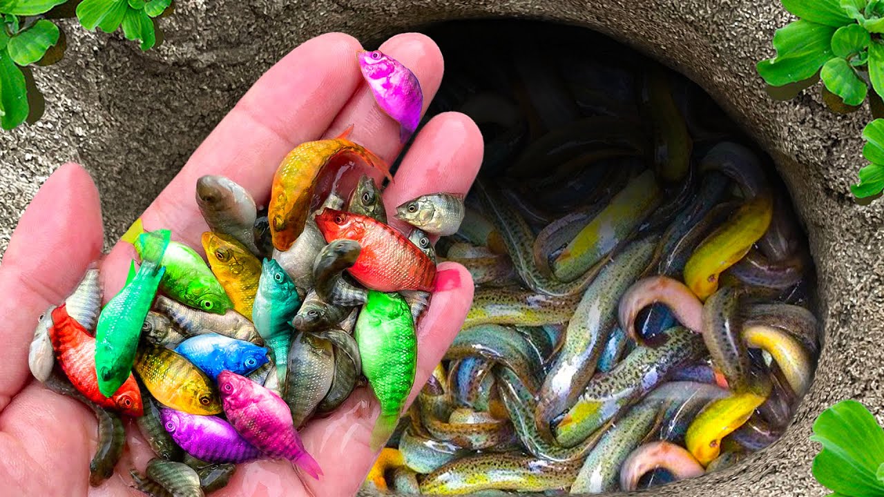 Catching Fancy Ornamental Fish in Tiny Lake, Baby Arowana, Ornamental ...