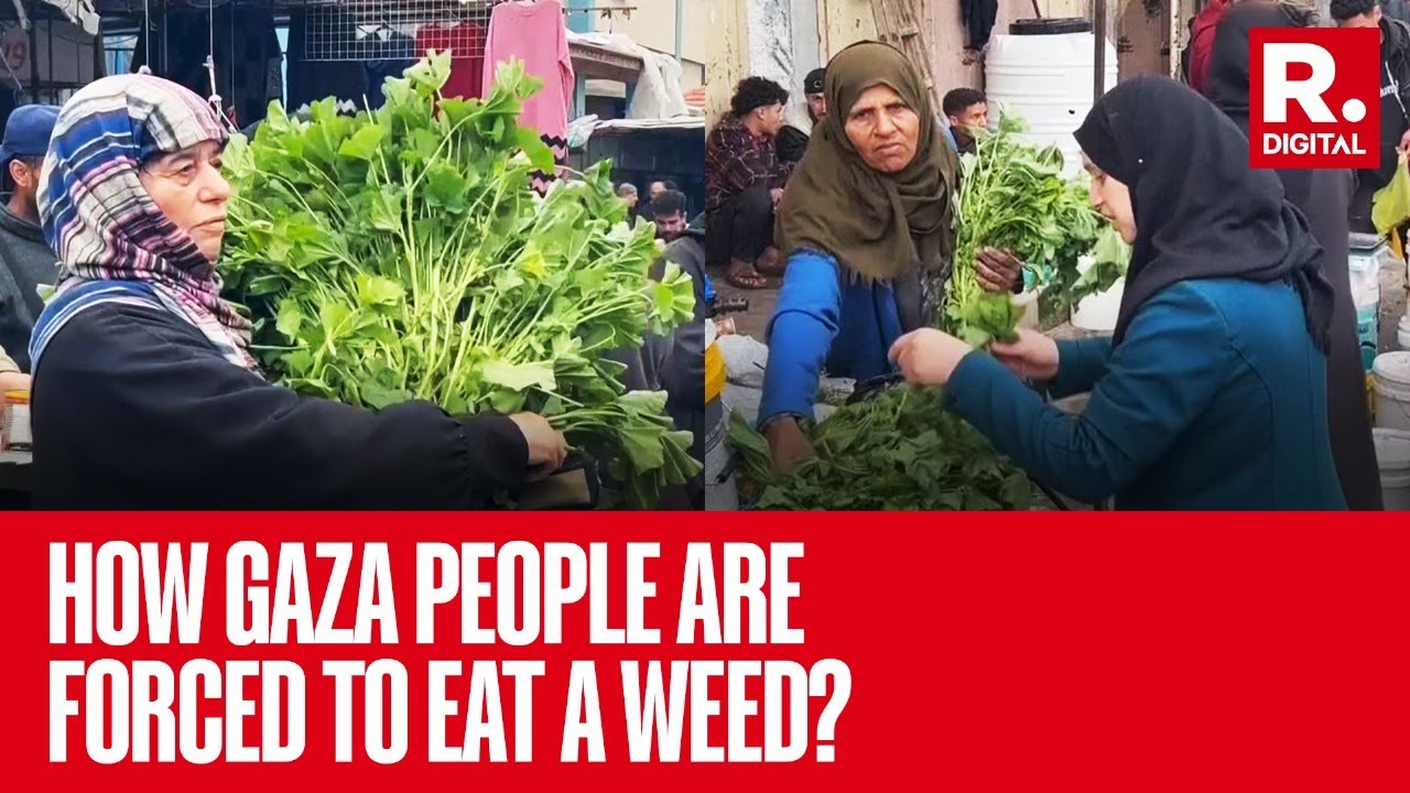 Watch: Gaza Residents Resort To Eating Mallow Weed Plant Amid Food ...