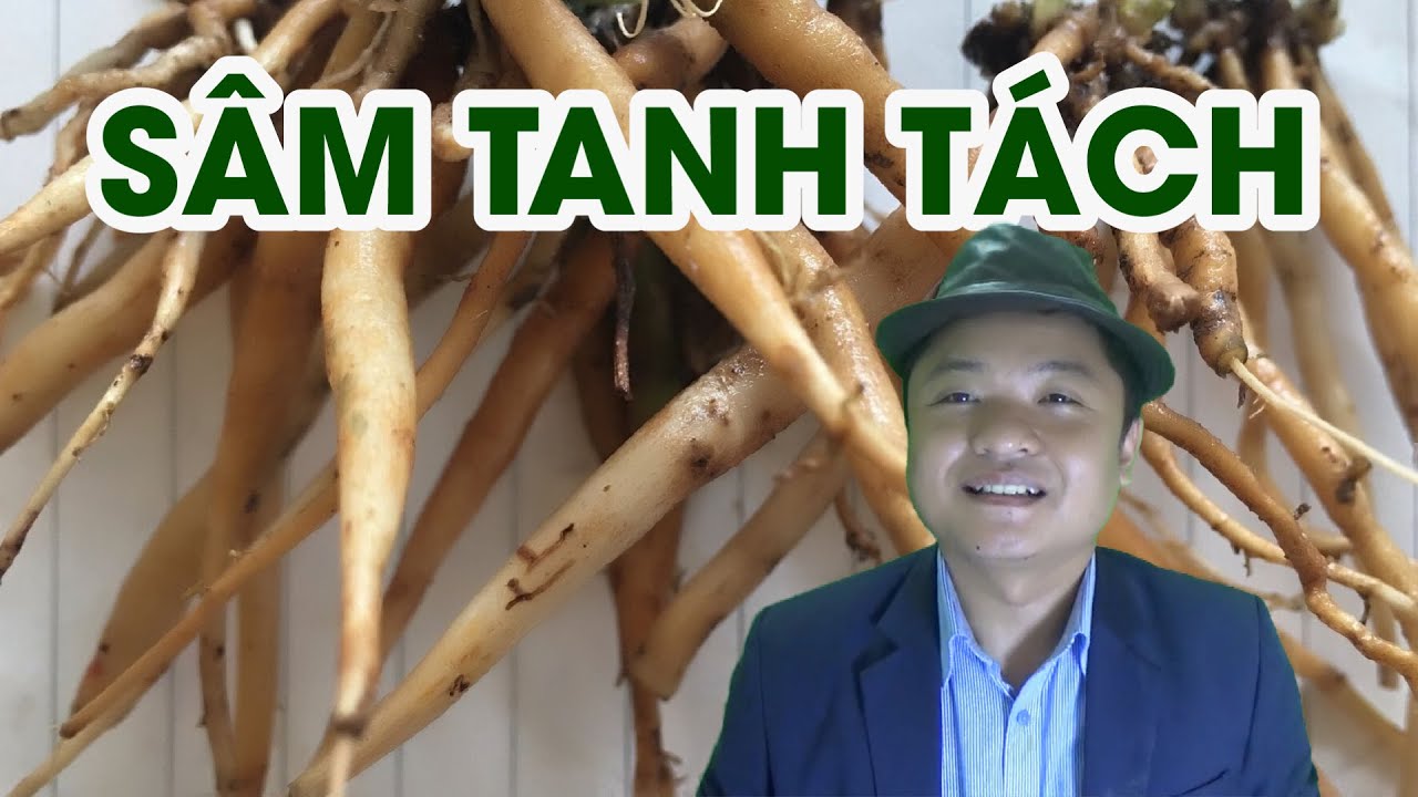 Công dụng Sâm tanh tách – Sâm Nổ - YouTube