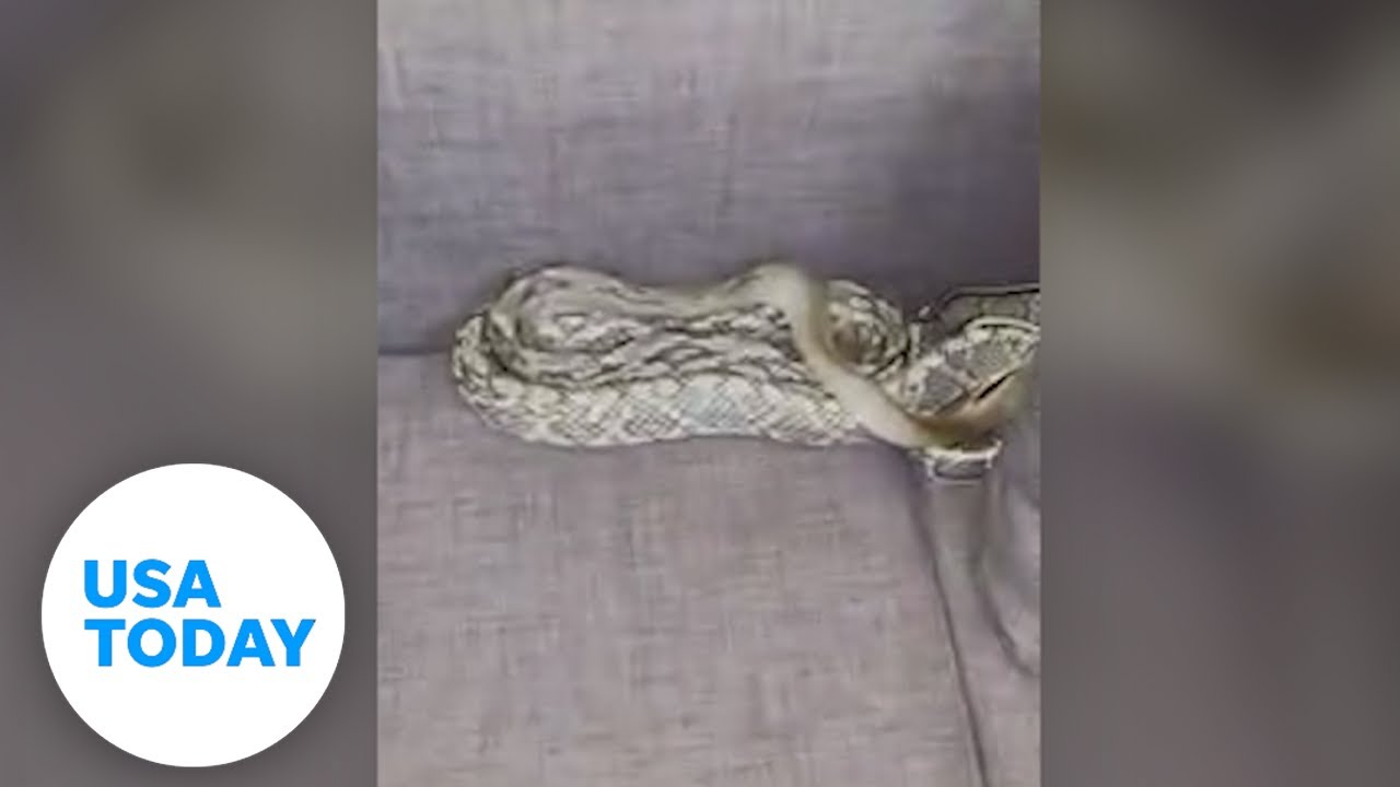 California man discovers 7-foot-long snake behind sofa | USA TODAY ...
