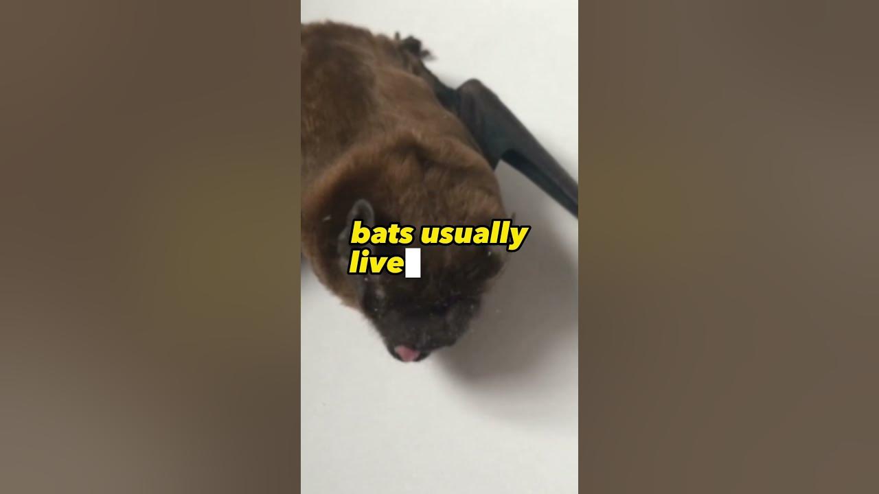 Interesting Fact You Didnt Know About Bats Youtube