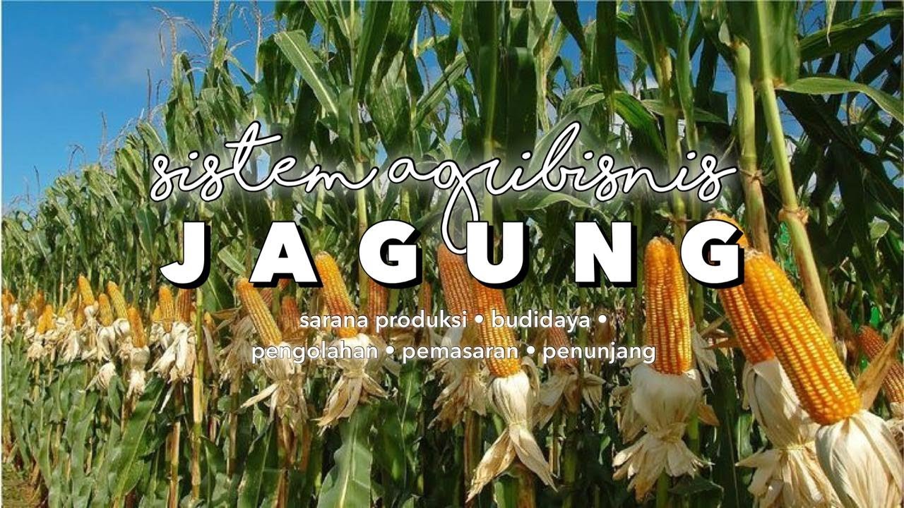 Sistem Agribisnis Jagung | Dasar-Dasar Bisnis | Agribisnis IPB - YouTube