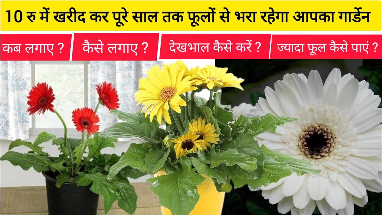 Gerbera plant full details || how to grow gerbera plant ||Tips,care ...