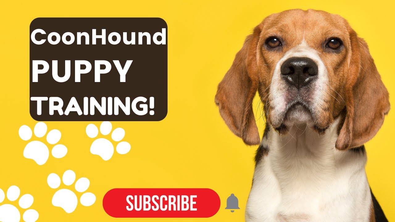 Coonhound Puppy Training (8-12 Months) - YouTube