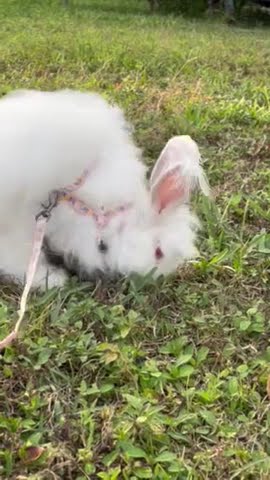 Bunny Casper!😊🐰#bunny #pets #rabbit - YouTube