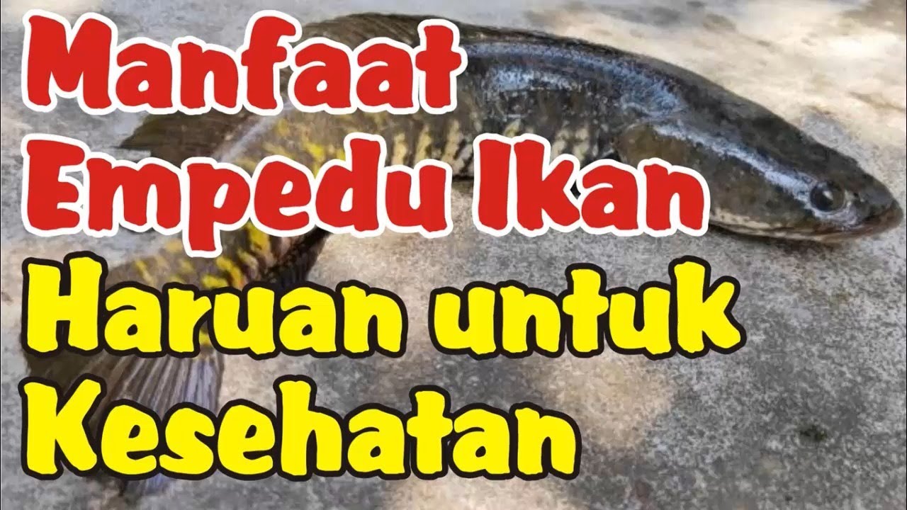 Manfaat Empedu Ikan Haruan untuk Kesehatan - YouTube