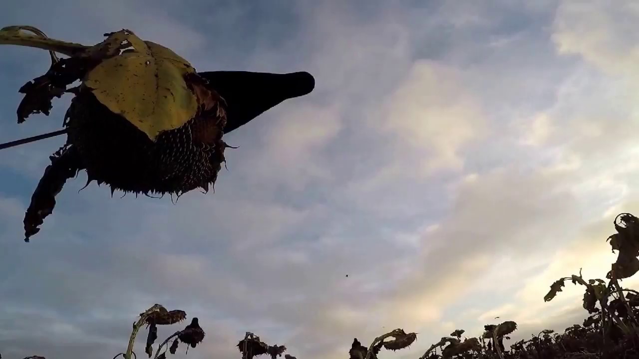Massive Crow Flocks Decoying in Sunflowers - YouTube