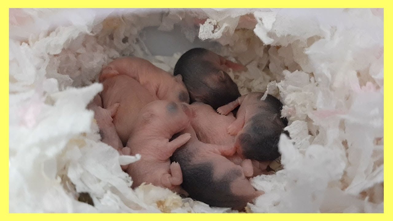햄스터 푸딩 출산하다! 새끼 햄스터 생후 1일~6일차 성장영상, 드워프 햄스터 1 to 6 days after the baby ...
