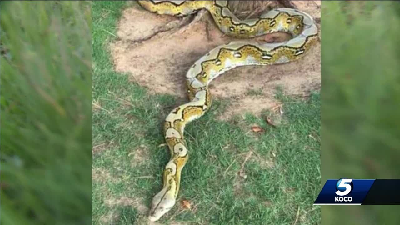 Neighbors on alert after 15-foot snake goes missing in Bethany - YouTube