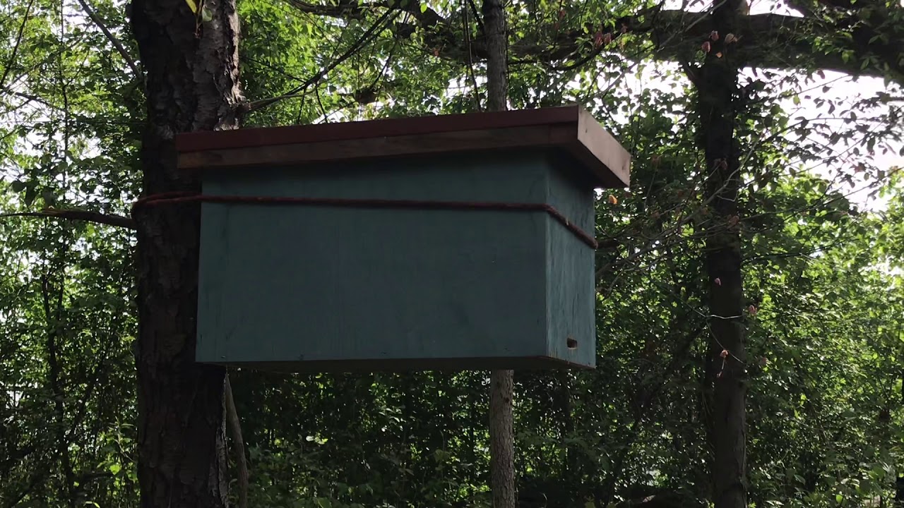 Honeybees checking out one of our swarm boxes - YouTube