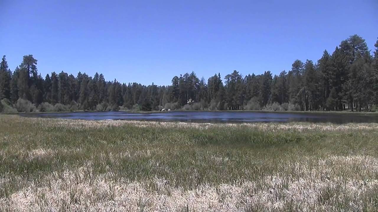 Bluff Lake Reserve and family of coyotes stalking and capturing prey ...