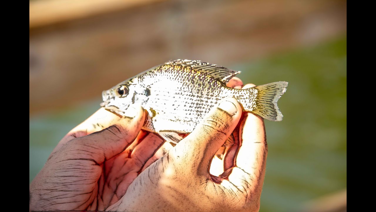 HOW TO CATCH SUNFISH FISHING FROM THE DOCK - YouTube