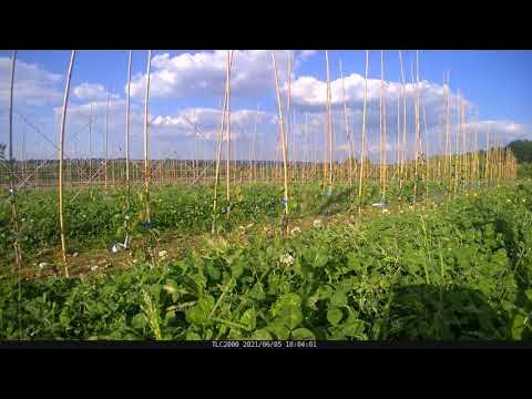 Plum trees growing time lapse in June 2021 - YouTube