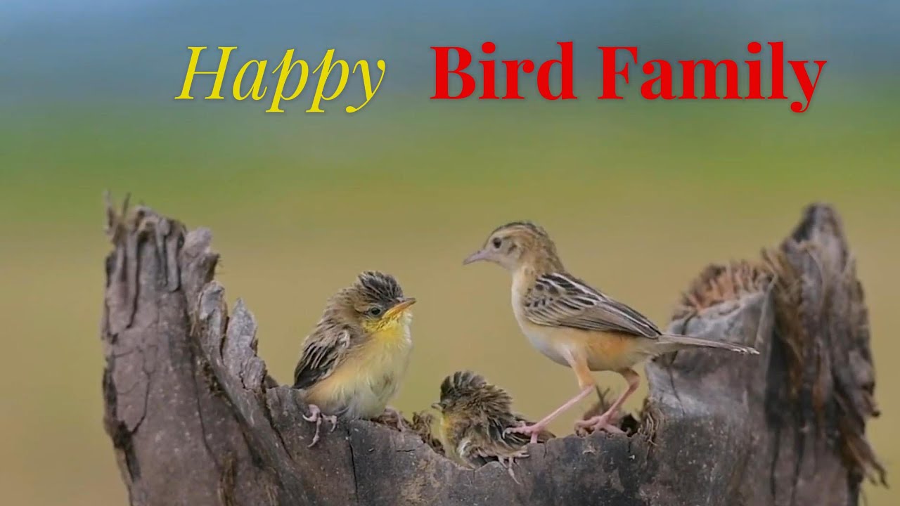 Birds THRIVING in Harmony with Nature - YouTube