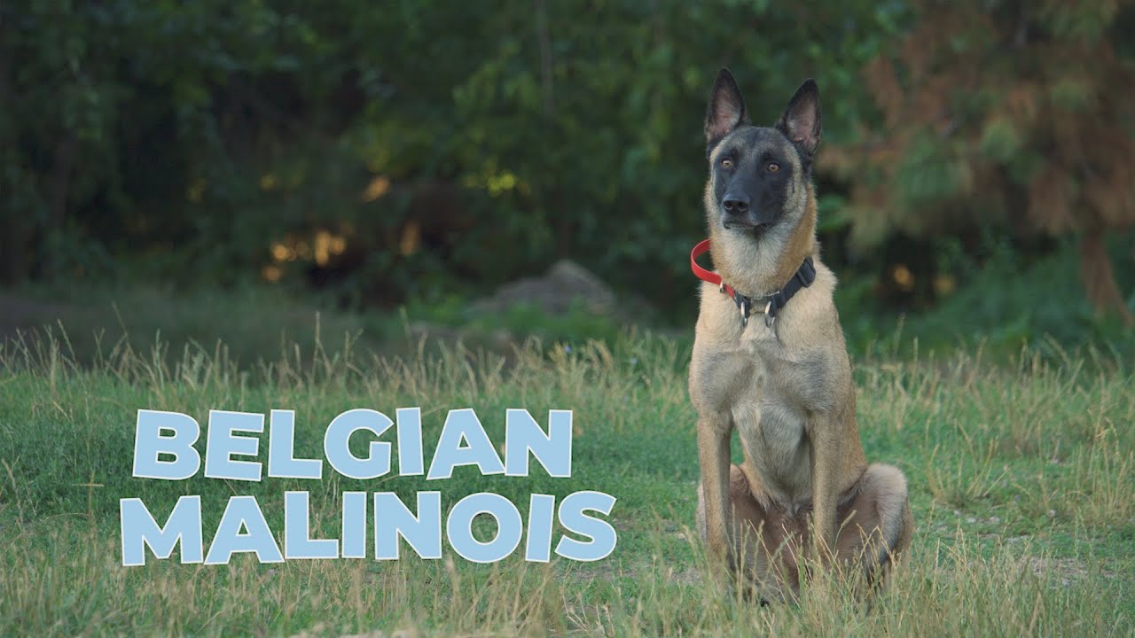 Belgian Malinois Dog Breed in 4k [Ultra HD] - YouTube