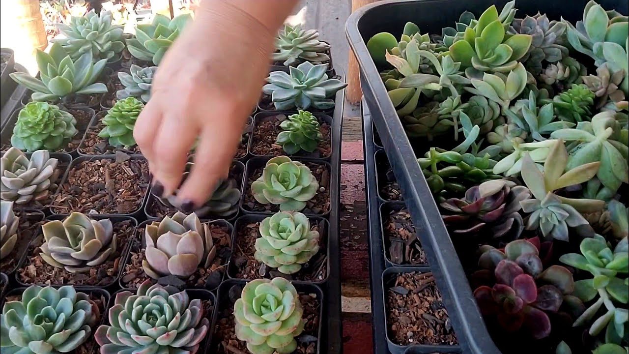 Plantando Suculentas Compactas com Amor 🌱 | Dicas e Inspiração - YouTube