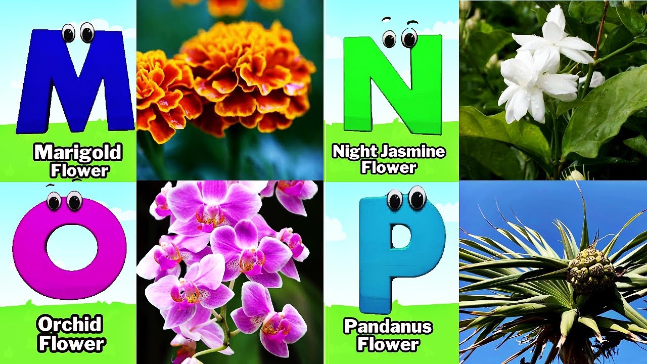 Flowers ABC Song | Flowers Alphabet Song | Phonics for Kids | Alphabet ...