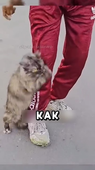 Эта бездомная кошка потрясла всех Shorts добро Youtube