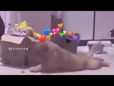 Que hermoso😍😍❤👌