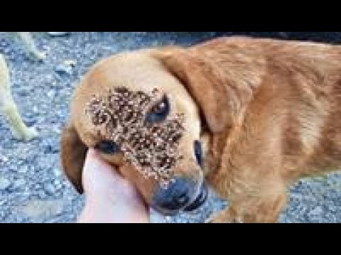 OMG! Remove 20000+ MAGGOTS From Stray Dog! Removal & Deworming MAGGOTS ...